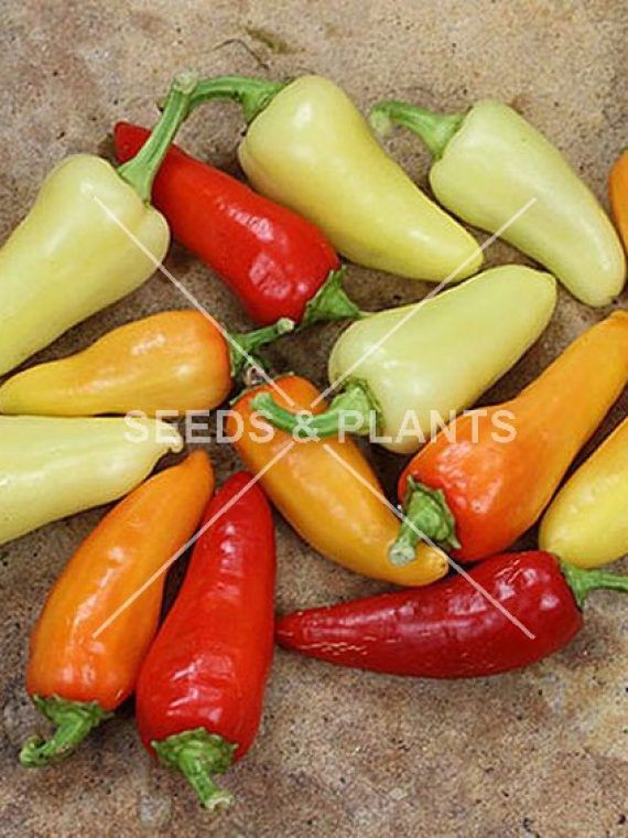 Giant Rista F1 chilli pepper seeds