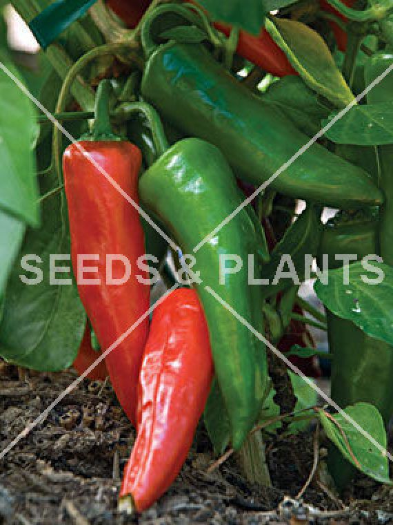 Pepper Seeds - Sweet Pepper - Mild Pepper - Hot Chilli | Seeds and Plants