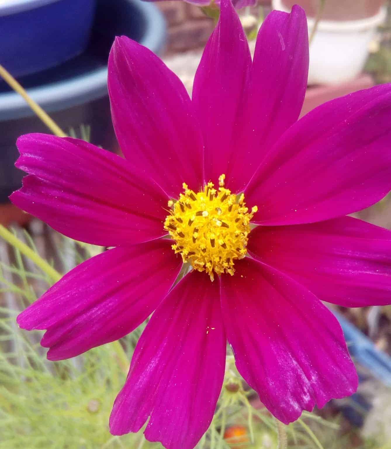 Cosmos Maroon - Seeds | Seeds and Plants