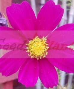 Medicinal Plant Seeds - Buy Medicinal Herb Seeds Online