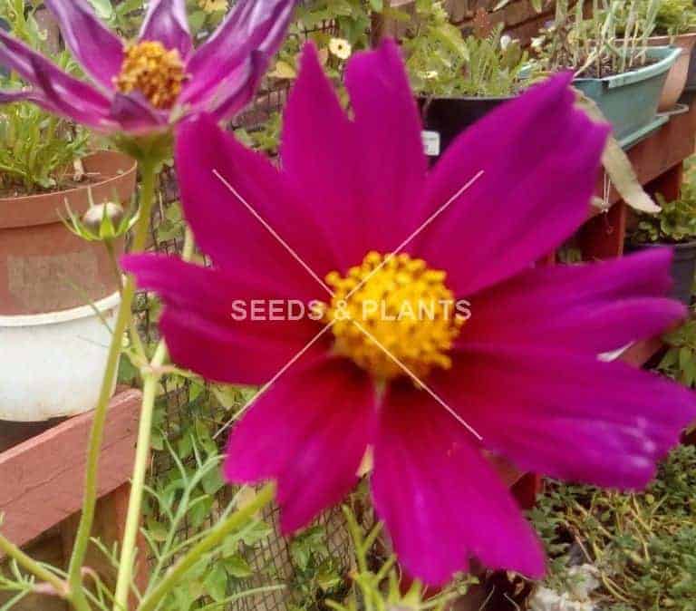 Cosmos Maroon - Seeds | Seeds and Plants