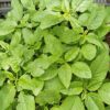 Green Marog - 200 Seeds - Morogo | Seeds and Plants