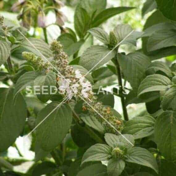 Culinary Herb Seeds - Online Herb Seed Store South Africa