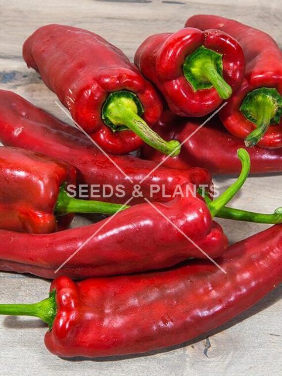 Pepper Seeds - Sweet Pepper - Mild Pepper - Hot Chilli | Seeds and Plants