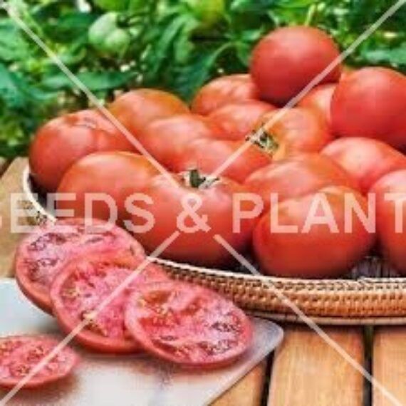 Tomato Seeds For Sale Online | Seeds and Plants