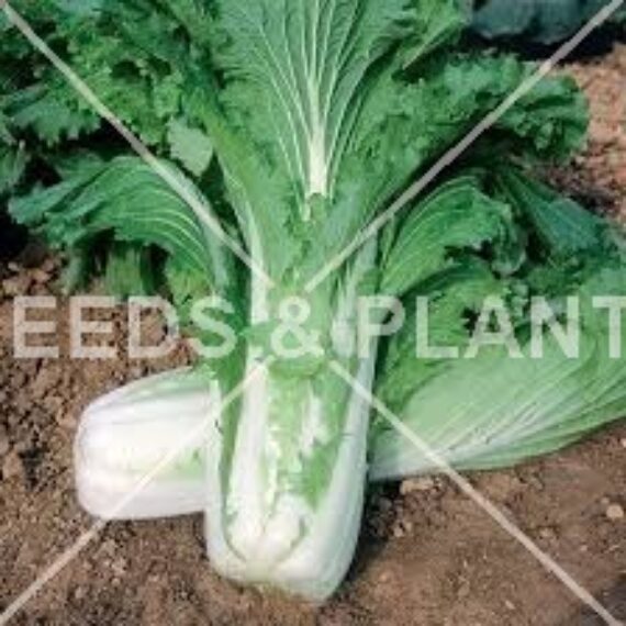 Cabbage Seeds For Sale - Cabbage Varieties | Seeds and Plants
