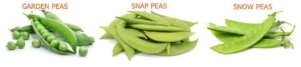 Pea Types Explained: Differences | Seeds and Plants