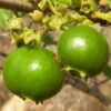 African Medlar - 5 Seeds | Seeds and Plants