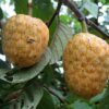 Wild Custard Apple - 5 Seeds | Seeds and Plants